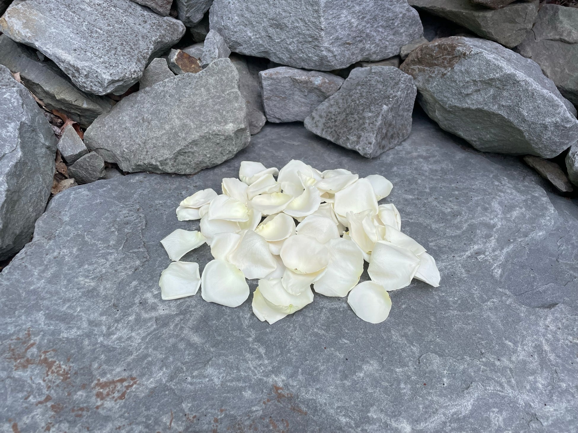 Freeze Dried Rose Petals - Ivory – Petal Garden, Inc.