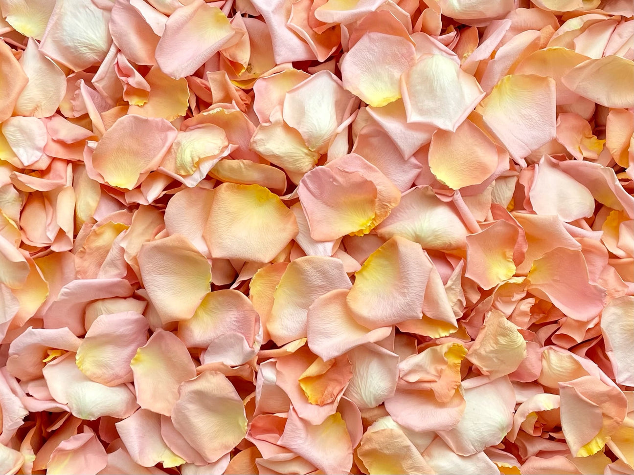 Freeze Dried Rose Petals - Seashell – Petal Garden, Inc.