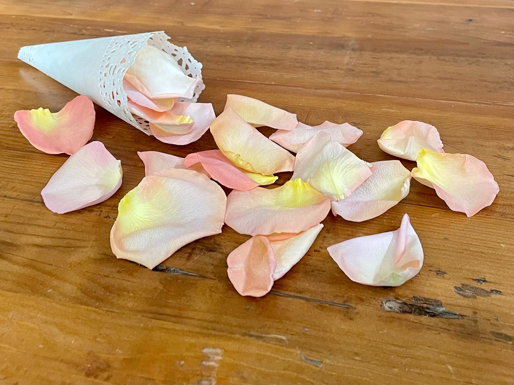 Freeze Dried Rose Petals - Seashell – Petal Garden, Inc.