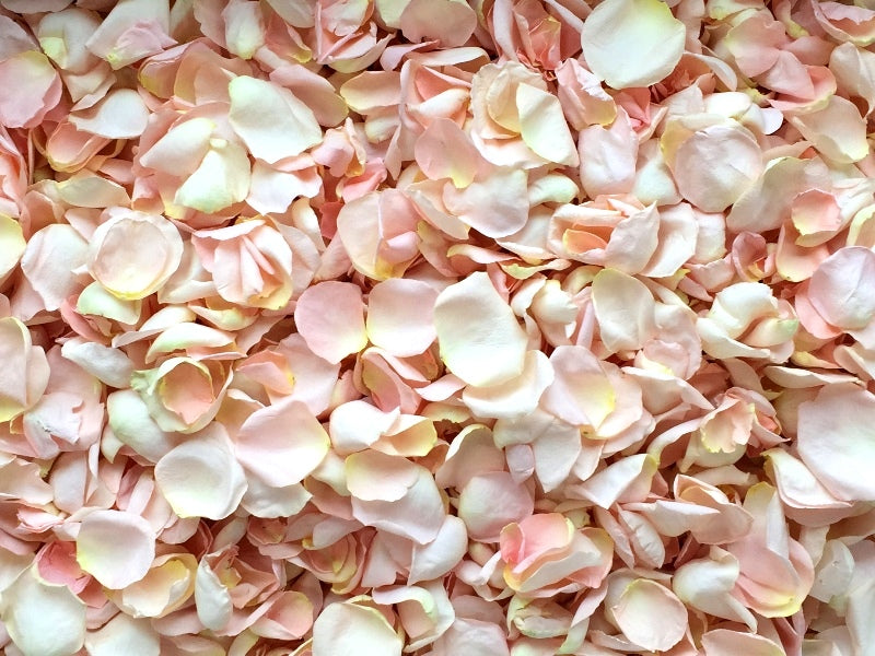 Rose Petals, Real Freeze Dried Ivory Petals for Pathways, 70 cups ...